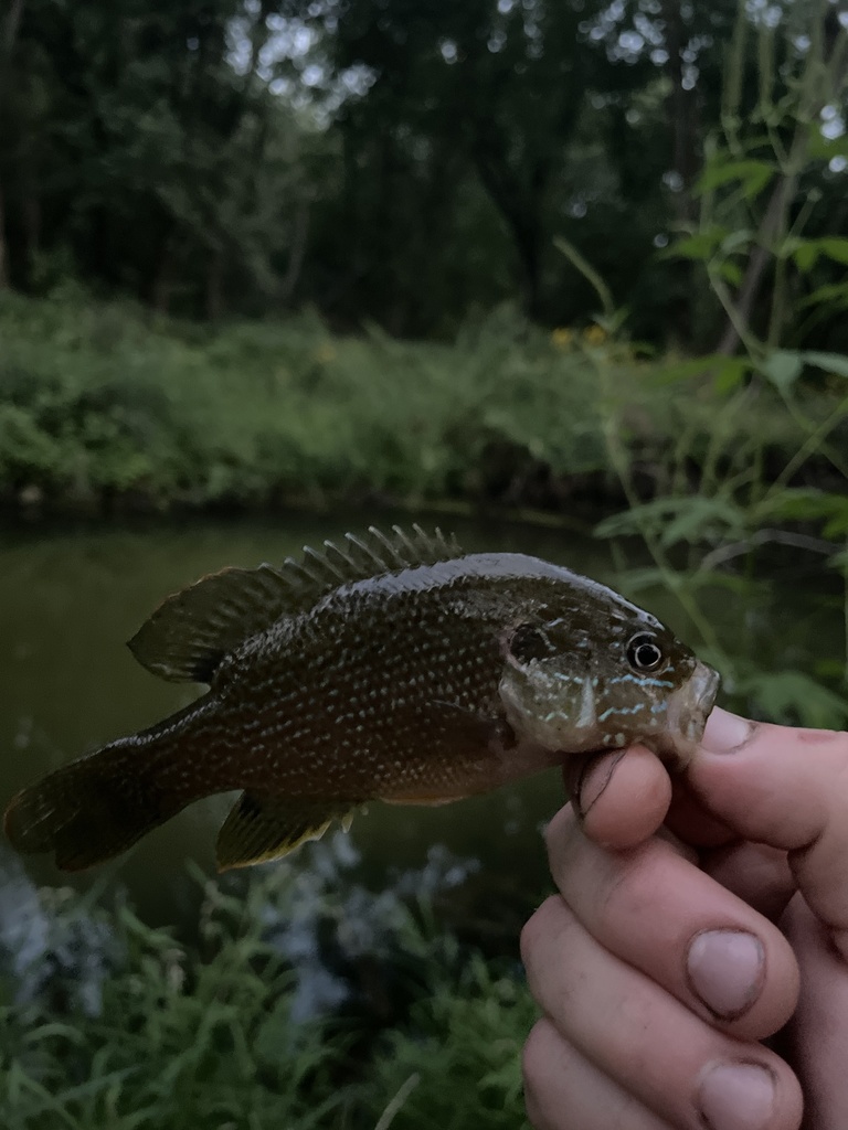 Green Sunfish from Kirkland Rd, Kirkland, IL, US on August 18, 2021 at ...