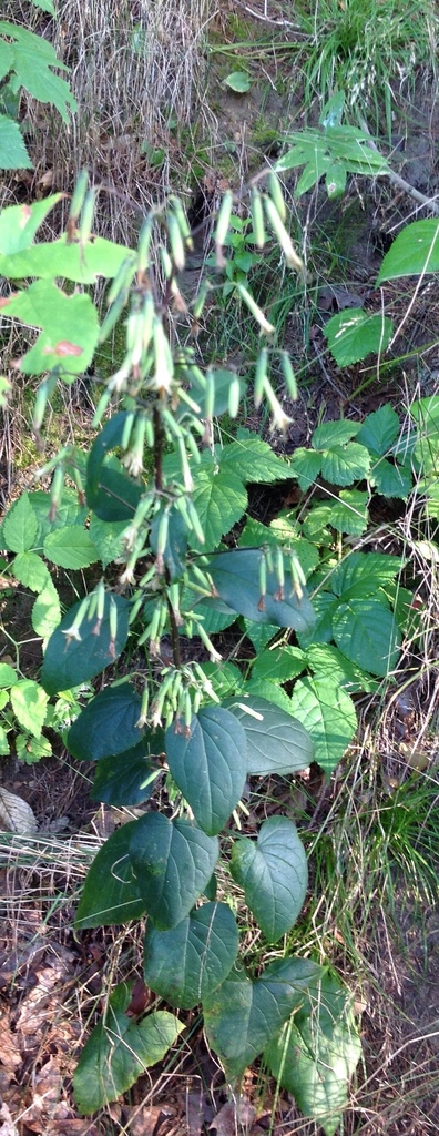 tall rattlesnake root from Mill Lake, McDougall, ON, CA on August 19 ...