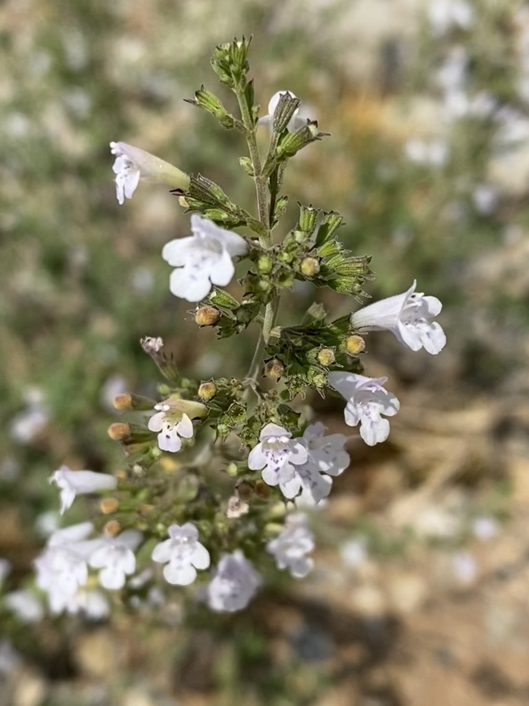 Lesser Calamint in August 2021 by Konstantinos Barsakis · iNaturalist