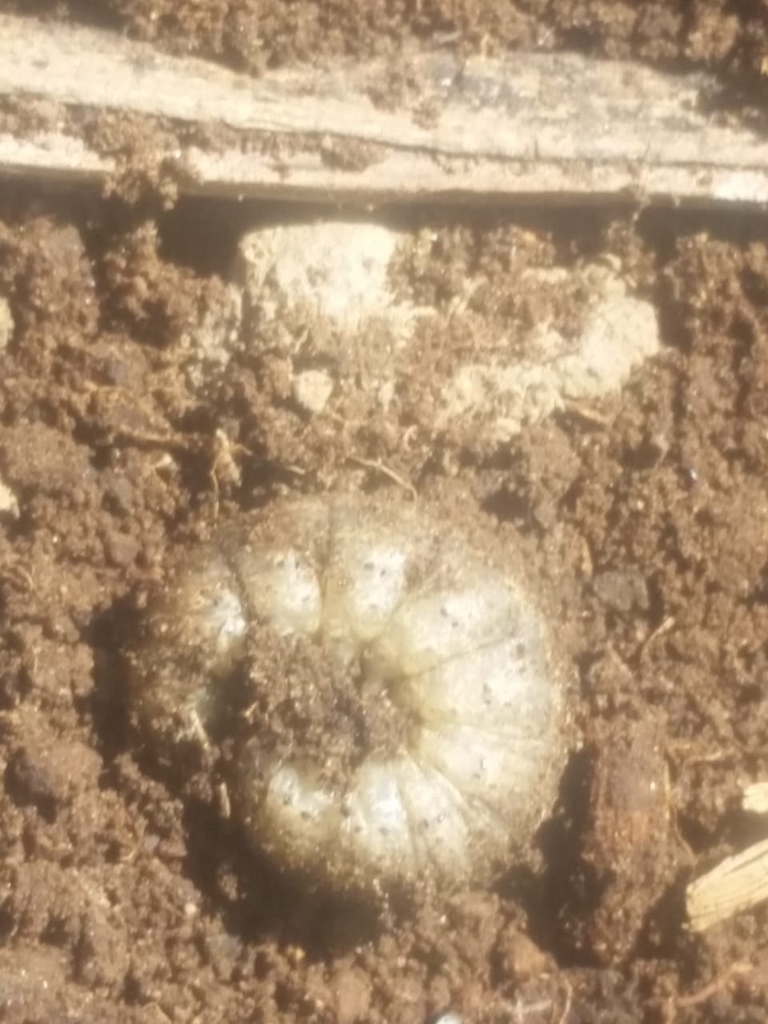 Fall Armyworm Moth from quito, chillogallo on August 19, 2021 by ...