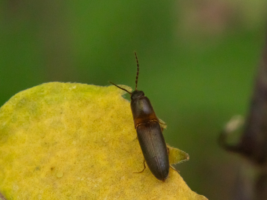 Megapenthes rufilabris from Anne Arundel County, MD, USA on July 03 ...