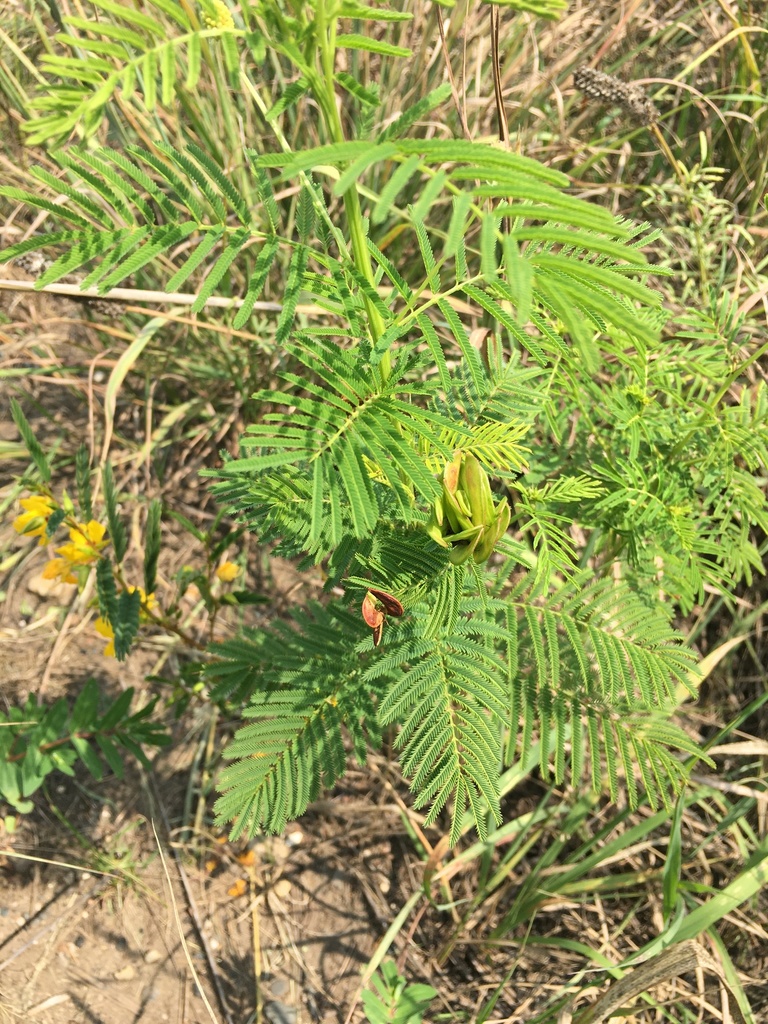 Illinois bundleflower in August 2021 by Kira Drew · iNaturalist
