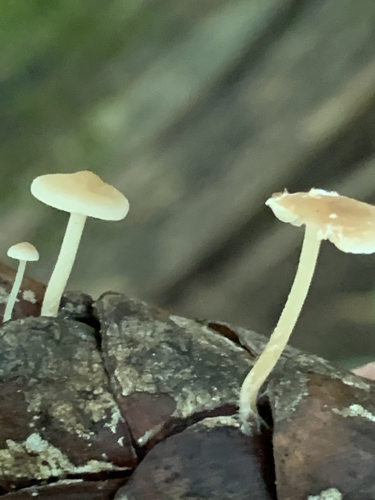 Conifercone Cap from Salamonie River State Forest, Lagro, IN, US on ...