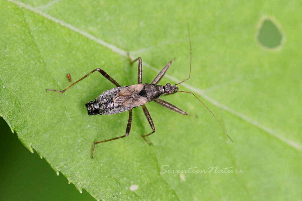 Tree Damsel Bug on August 15, 2021 at 03:01 PM by Shi Qi · iNaturalist