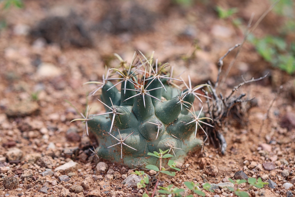 Long-tubercled Cory Cactus in August 2021 by thamnelegans24 · iNaturalist
