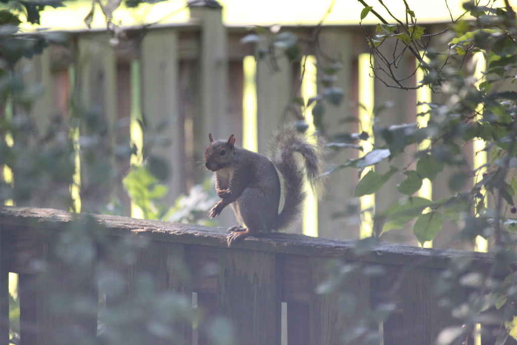 Eastern Gray Squirrel from 8736 Plymouth Rd, Alexandria, VA 22308, USA ...