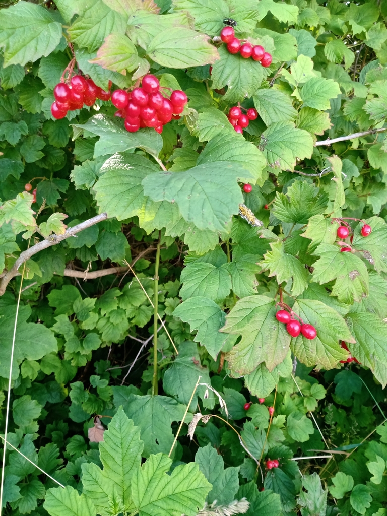 common Guelder-rose from Buckinghamshire on August 19, 2021 at 04:51 PM ...