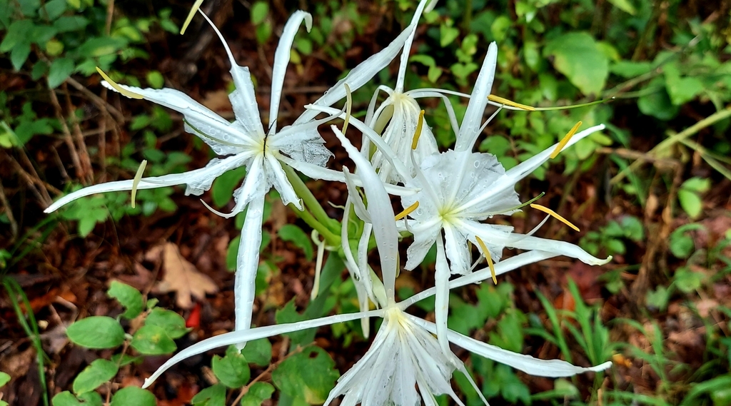 woodland spider-lily from Highland, AR 72542, USA on August 19, 2021 at ...