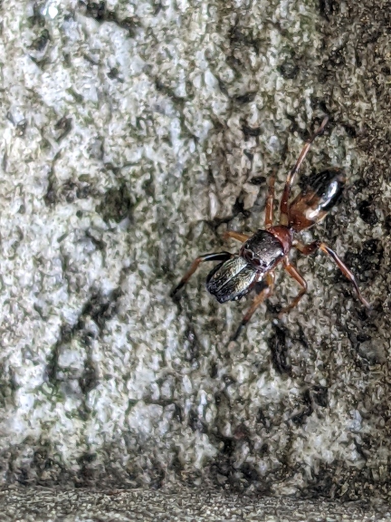 Myrmarachne formicaria from Downtown Toronto, Toronto, ON, Canada on ...