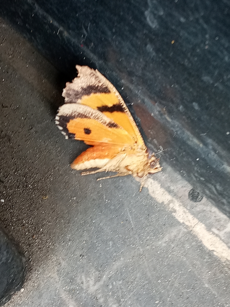 Eudocima apta from Reforma y 7 Sur, Centro histórico de Puebla, 72000 ...