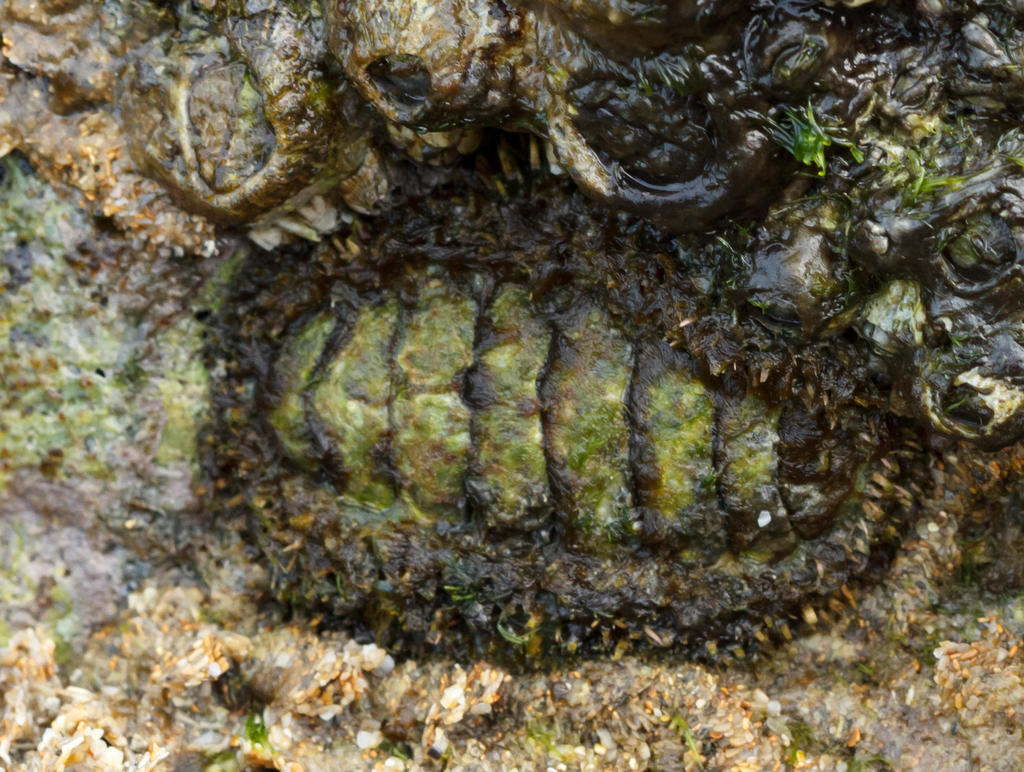 Eastern Surf Chiton from Indian River County, US-FL, US on March 31 ...