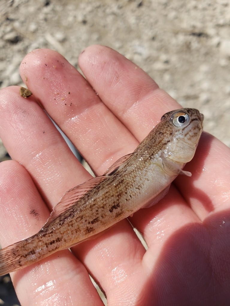 Round Goby from Guelph, ON N1H 6J1, Canada on August 19, 2021 at 03:55 ...