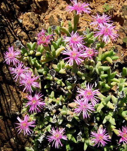 Compact Matfig (Antimima compacta) · iNaturalist