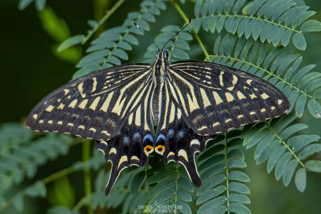Chinese Yellow Swallowtail from Ma On Shan, Hong Kong on August 19 ...