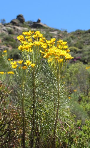 Common Large True-Eye (Subspecies Euryops tenuissimus tenuissimus ...