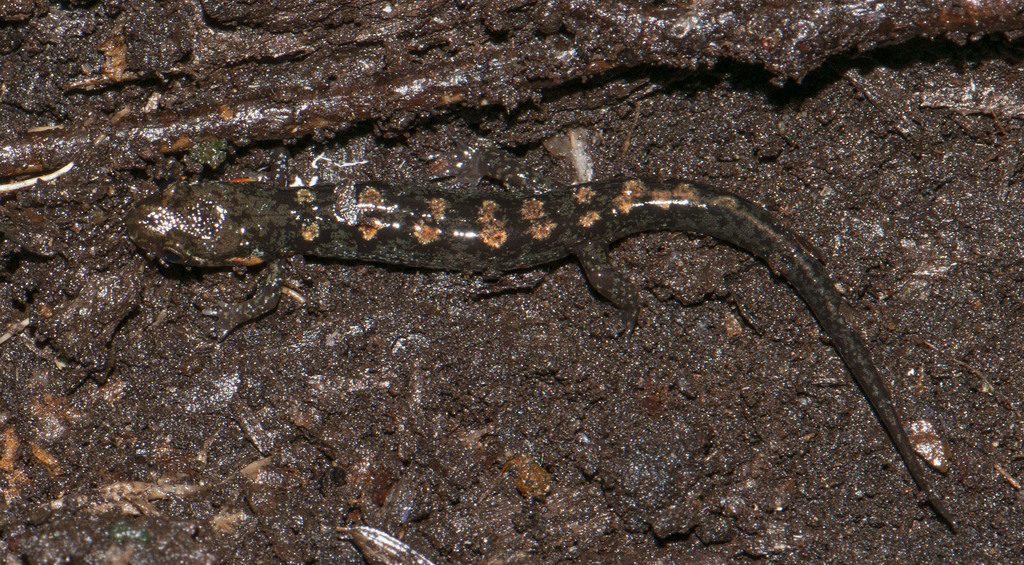 Imitator Salamander in August 2021 by Owen Ridgen · iNaturalist