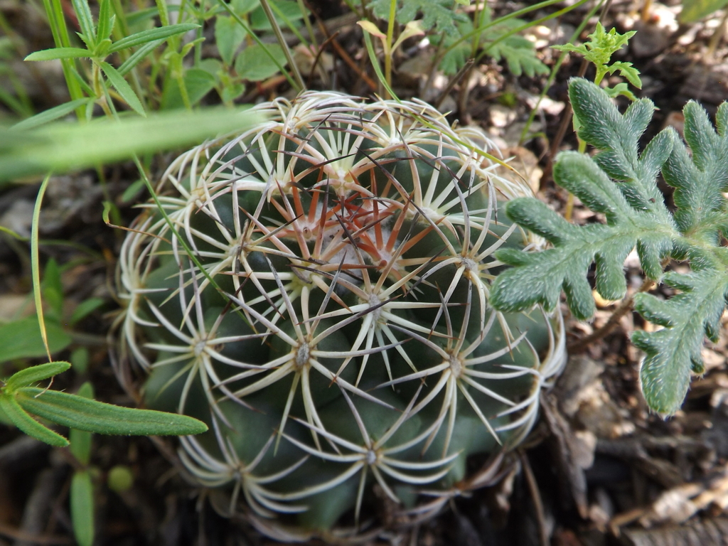 Coryphantha compacta from Parque Nacional Cumbres de Majálca, Chihuahua ...