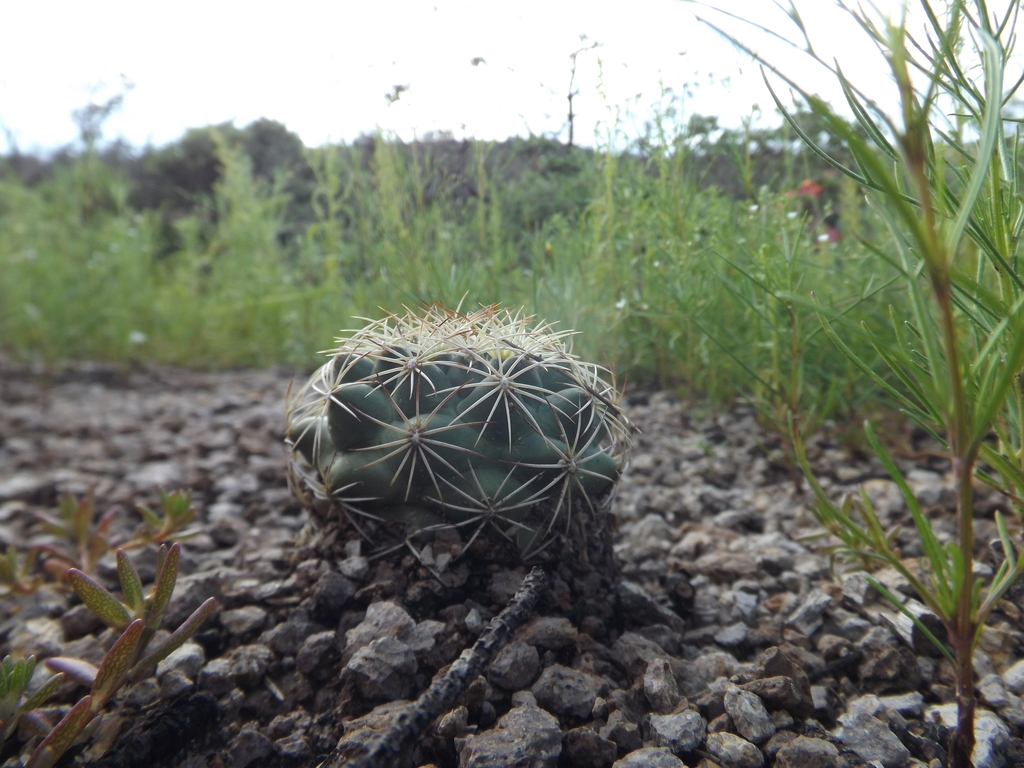 Coryphantha compacta from Chihuahua, Chih., México on August 14, 2021 ...
