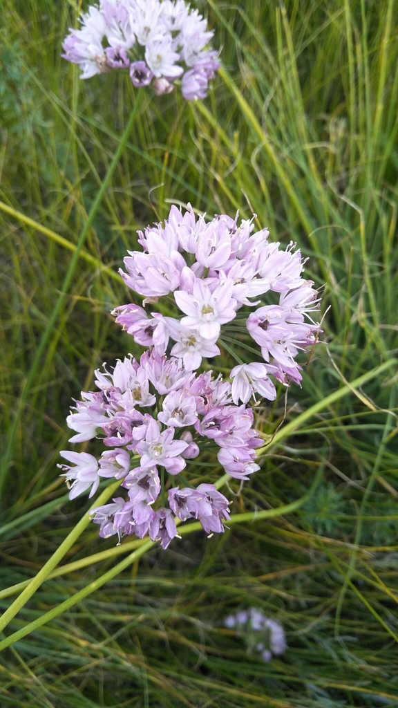 Allium polyrhizum from Matad, Mongolia on August 19, 2021 at 03:54 PM ...