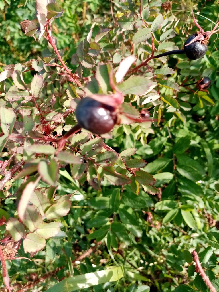 Burnet Rose from Гора Зеленая on August 19, 2021 at 04:59 PM by Лариса ...