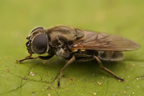 Cheilosia proxima · iNaturalist United Kingdom
