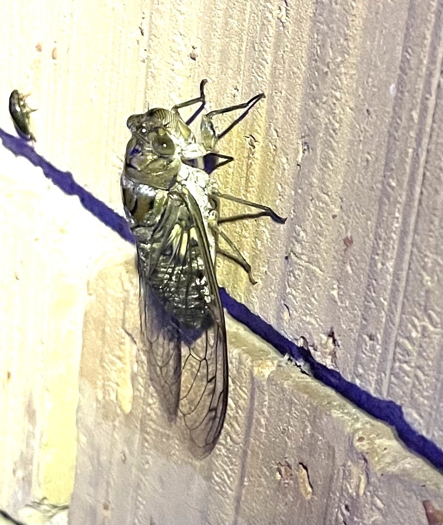Giant Cicada in August 2021 by vanwest · iNaturalist