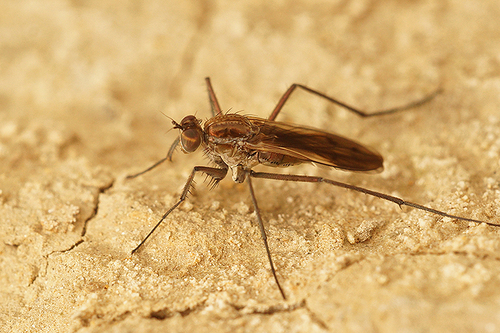 Genus Scellus · iNaturalist