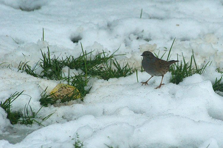 Dunnock from Bellem, Oost-Vlaanderen, Belgium on December 23, 2009 at ...