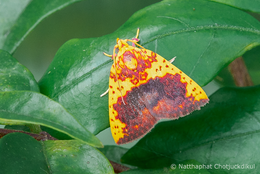Siglophora haemoxantha from Pha Trom Jai on August 8, 2020 at 09:40 AM ...