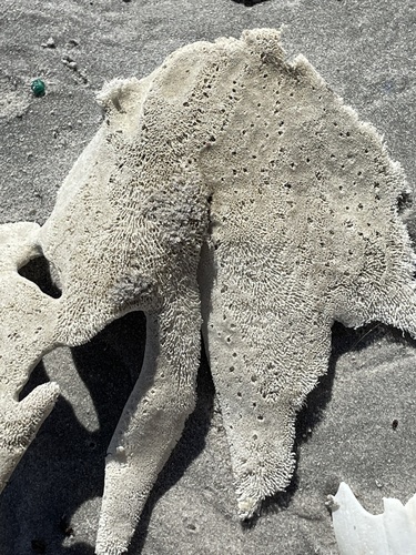 Isodictya grandis · NaturaLista Colombia