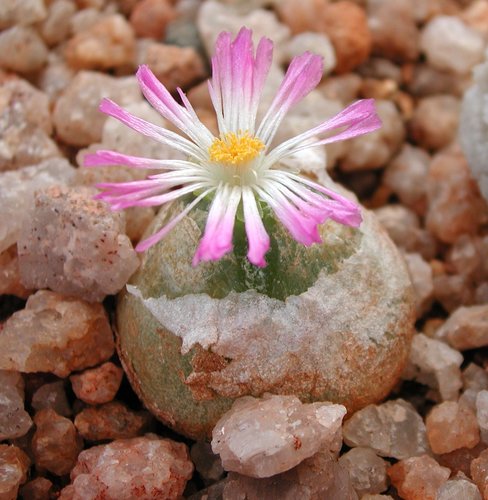 Conophytum burgeri · iNaturalist