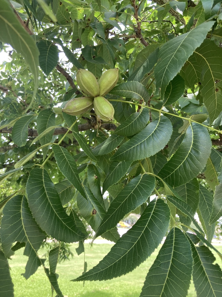 pecan from Texas A&M University, College Station, TX, US on July 19 ...