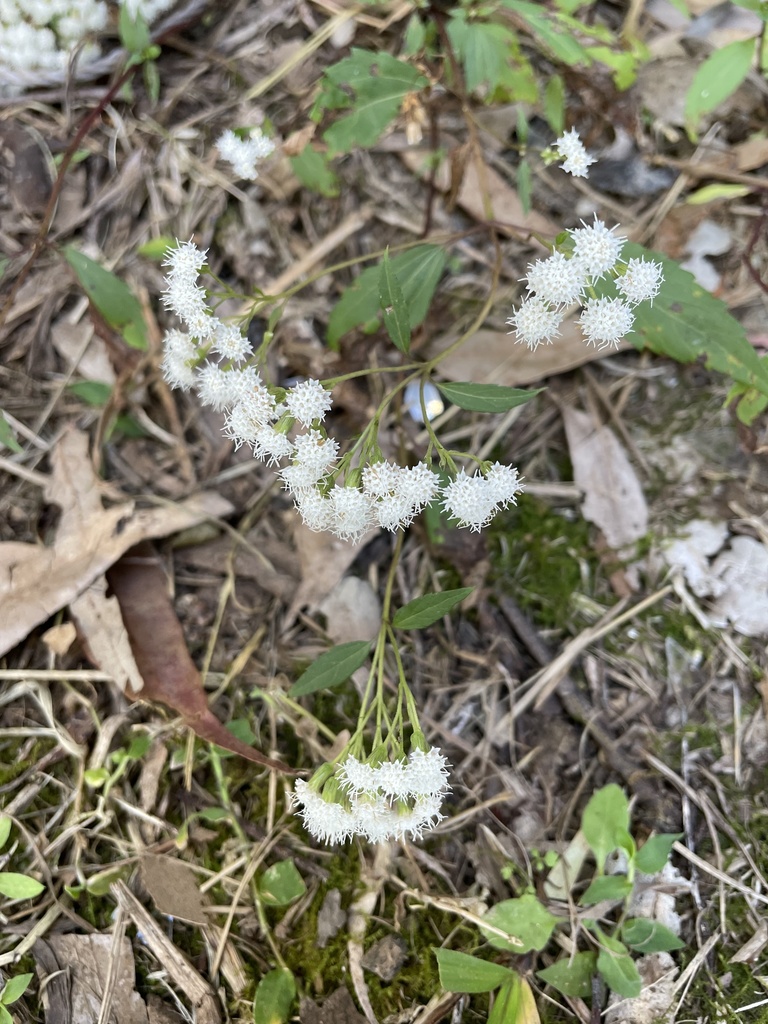 mist flower from Gungas Road, Nimbin, NSW, AU on August 21, 2021 at 10: ...