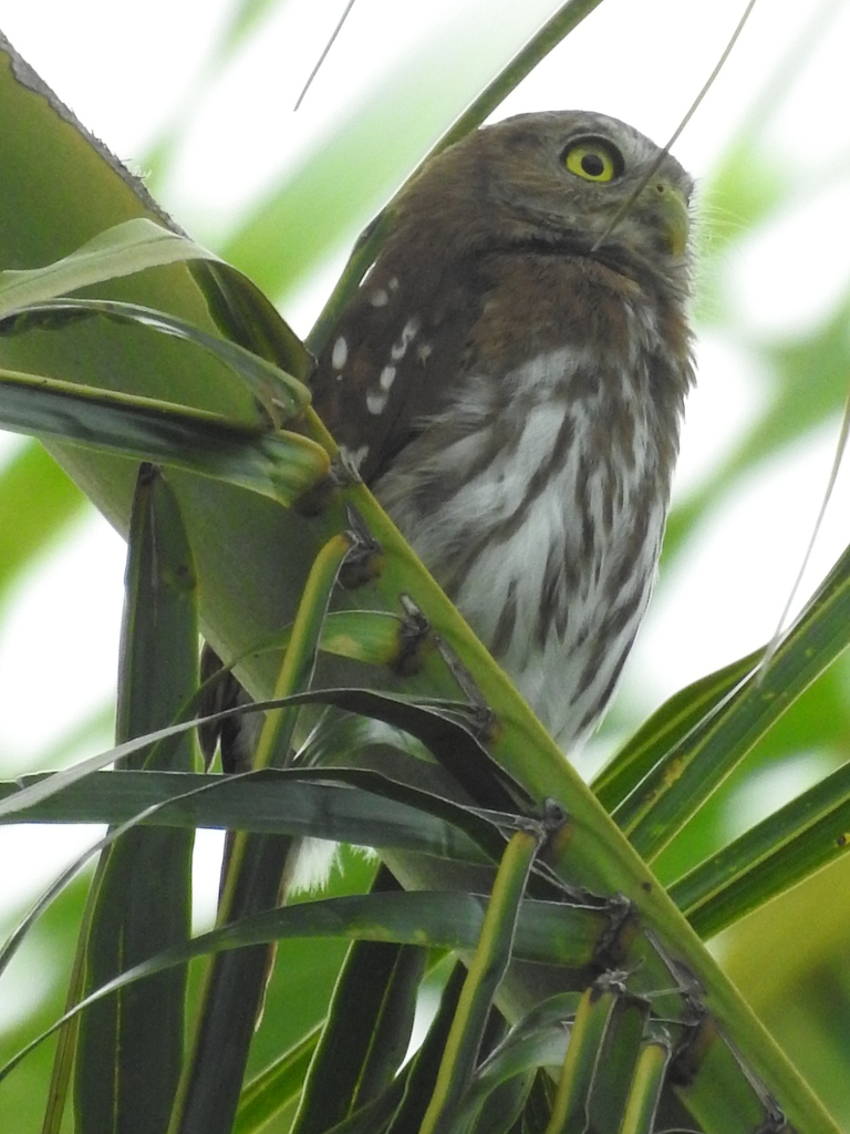 Colima Pygmy-Owl from Acapulco de Juárez, Gro., México on August 20 ...