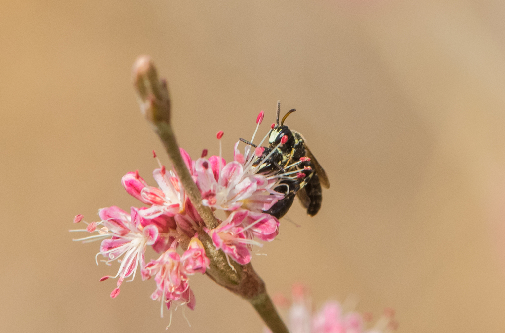 Coneflower Masked Bee from Los Angeles County, CA, USA on August 19 ...