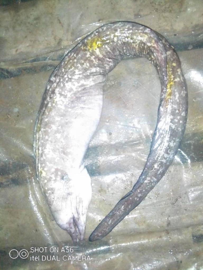 Dark Moray from None on August 19, 2021 by Siren Sighting Network_AMMCO ...