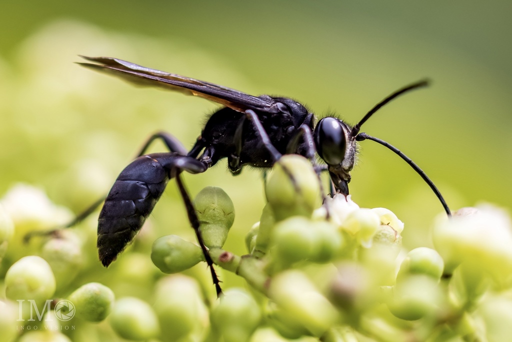 Sphex subtruncatus from Bukit Timah Nature Reserve, Singapore ...