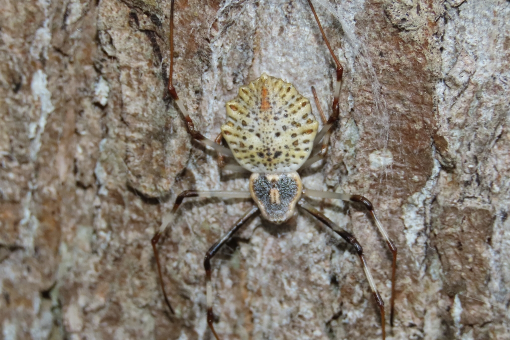 Ornamental Tree Trunk Spider from Upper Seletar Reservoir Park on ...