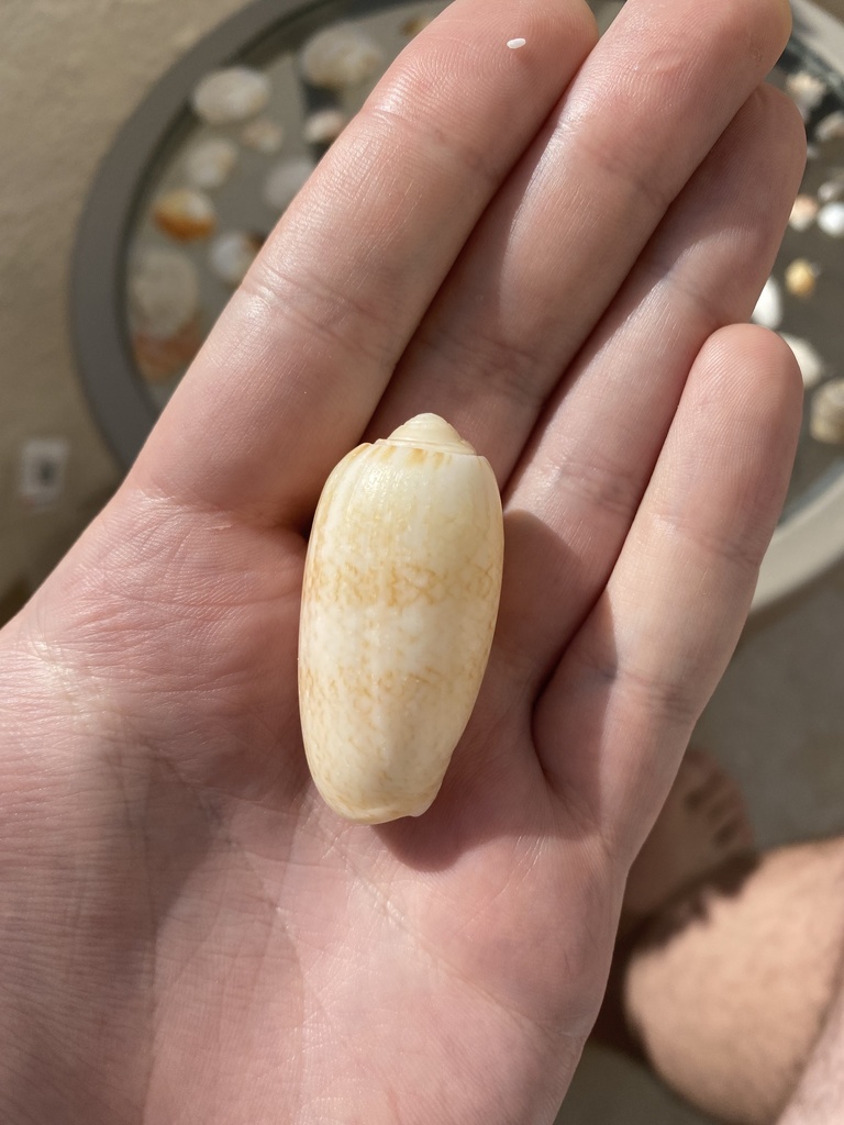 Oliva scripta from Río de Nizuc, QROO, MX on August 21, 2021 at 08:27 ...