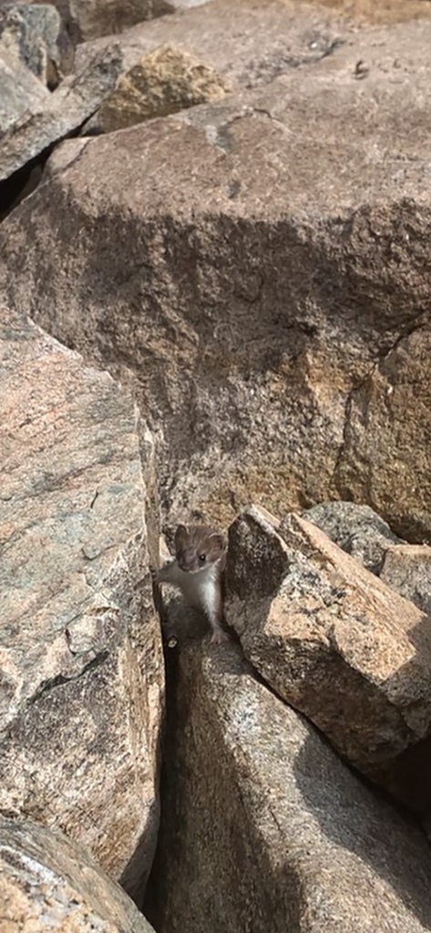 American Stoat from Arapaho & Roosevelt National Forests Pawnee ...