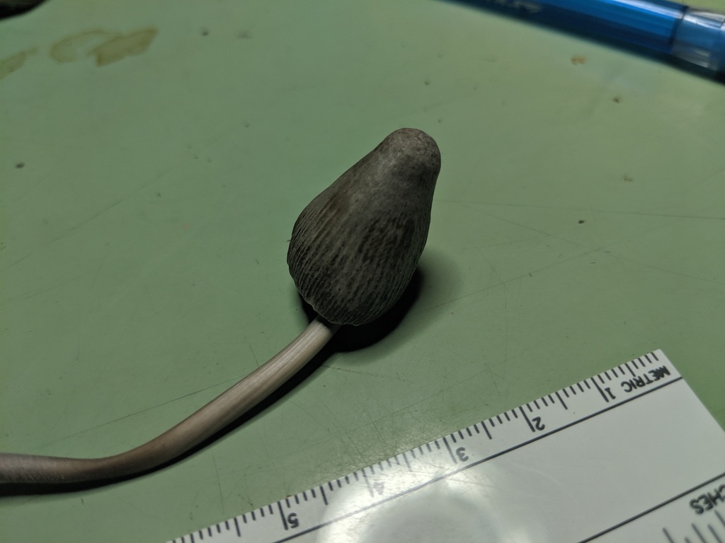 Mycena hudsoniana in May 2019 by Jenny Lippert. Willamette National ...