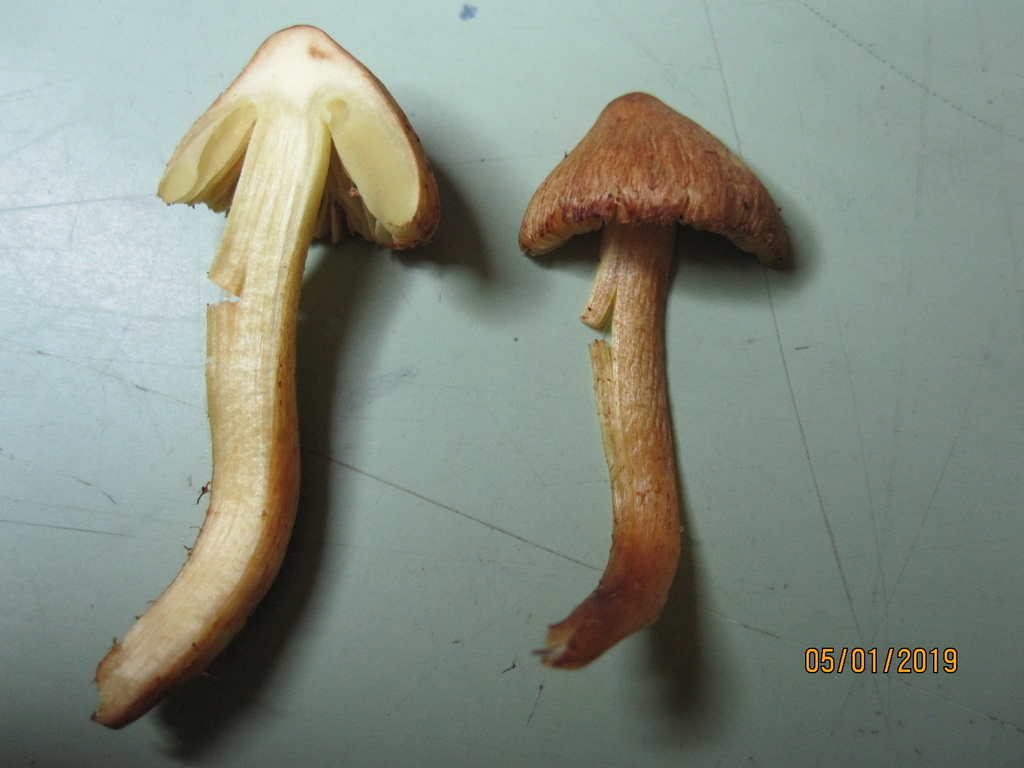 Fiber Caps in April 2019 by Jenny Lippert. Willamette National Forest ...