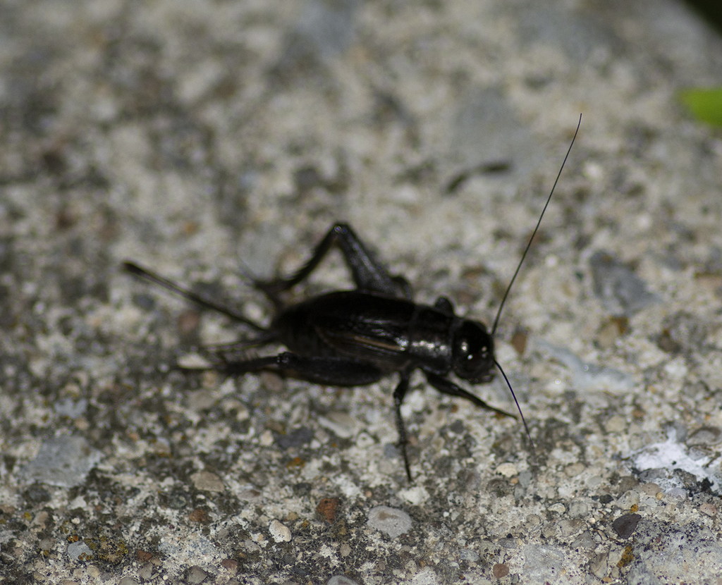 Fall Field Cricket from Shawnee Prairie, Greenville, OH 45331, USA on ...