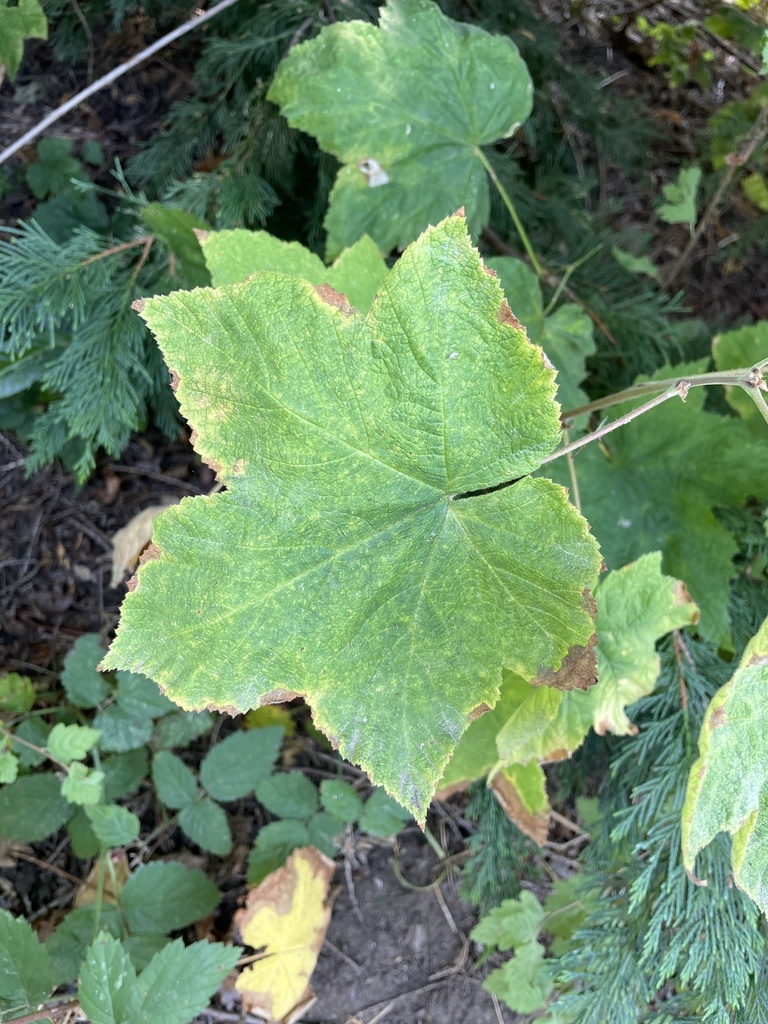 dicots from Hood Canal Dr NE, Hansville, WA, US on August 21, 2021 at ...