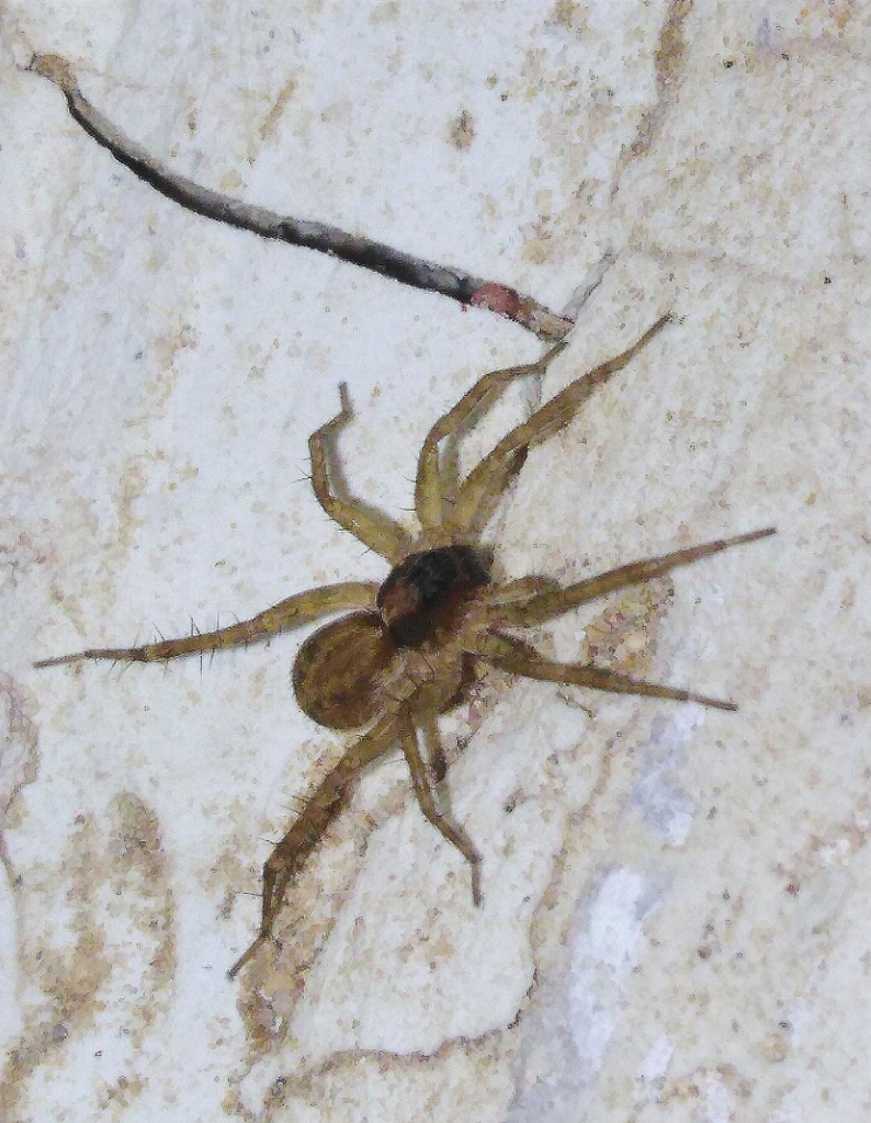 Wolf Spiders from Sharm Al Shiekh, South Sinai Governorate, Египет on ...