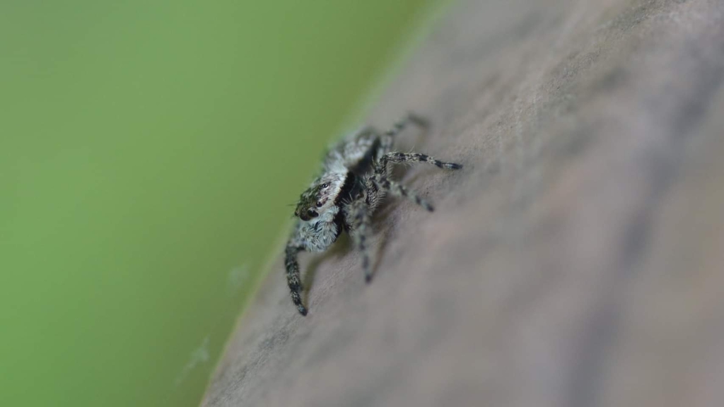 Tan Jumping Spider in August 2021 by Mindy DeLorey · iNaturalist