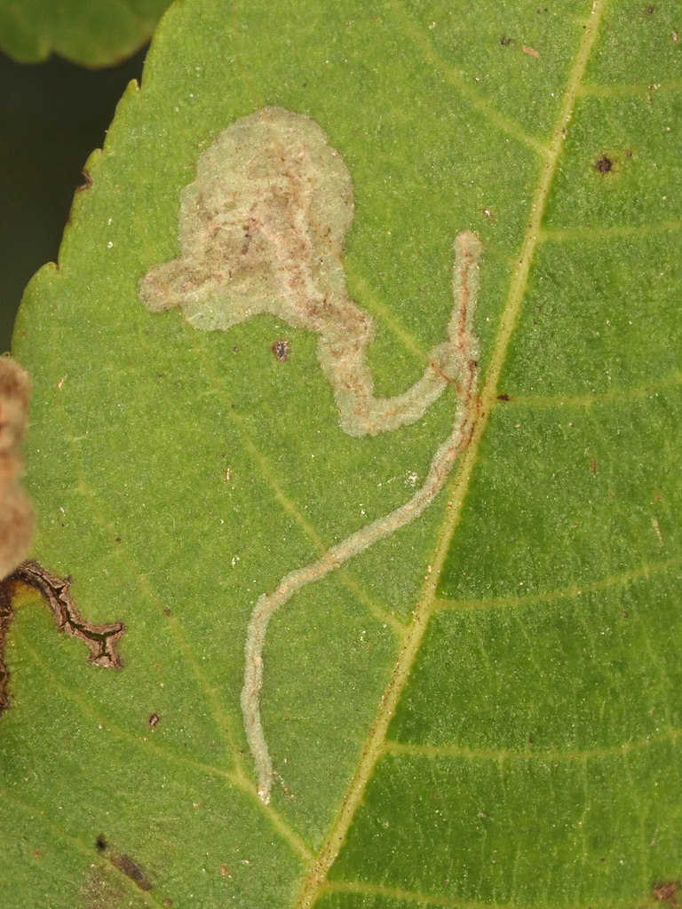 Walnut Caloptilia Moth from terra cotta, ON on August 16, 2021 at 09:28 ...