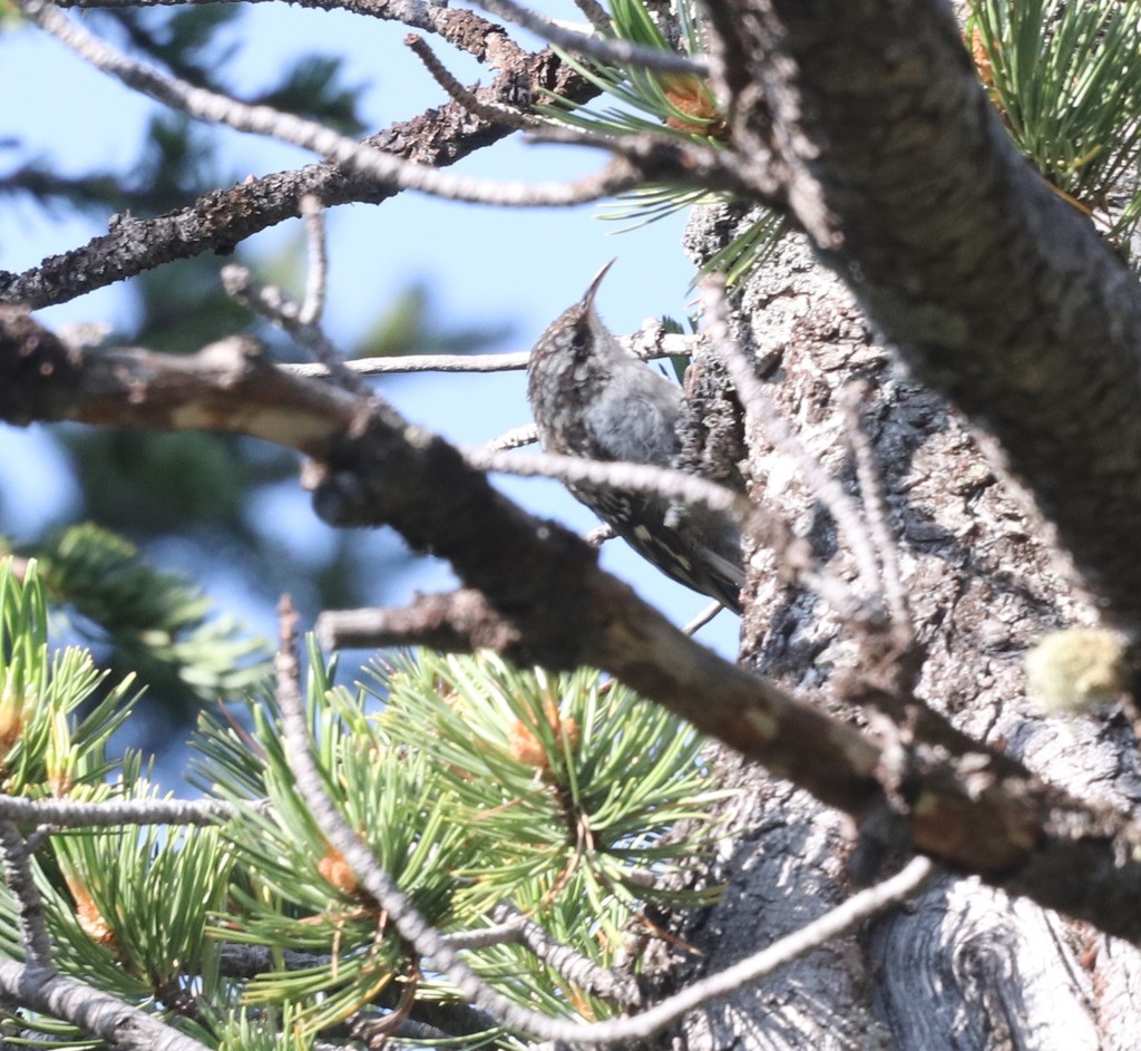 Brown Creeper from Brainard Lake, Colorado 80481, USA on August 20 ...