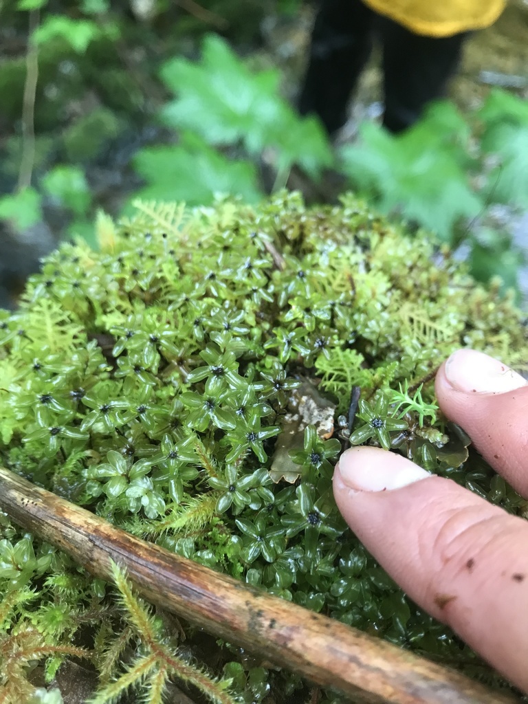 fan moss from AK, US on July 25, 2021 at 12:04 PM by Kaito Lopez ...