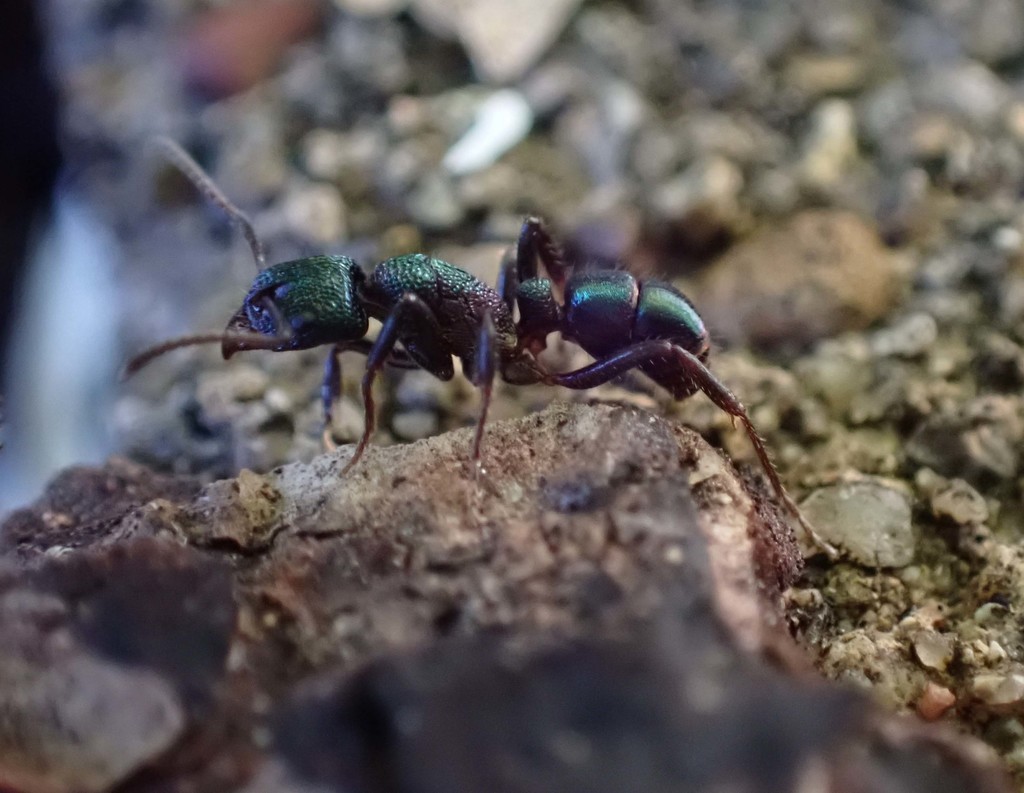 Green-head Ant in August 2021 by Jack Morgan. very tedious to ...